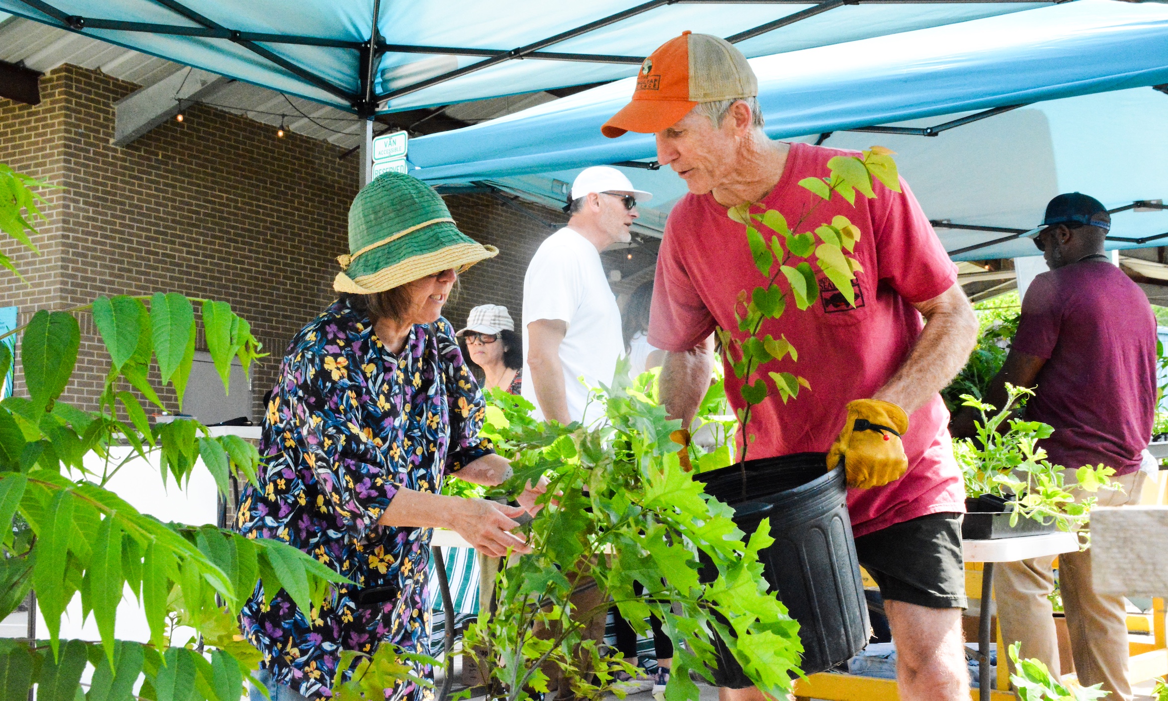 A Duke Pediatrician’s Gift of Trees is Helping Fight Heat and Planting ...