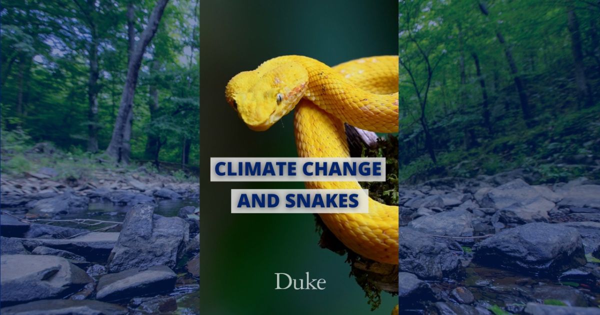 Snakes: Why We Need to Live Peacefully With Them | Duke Today