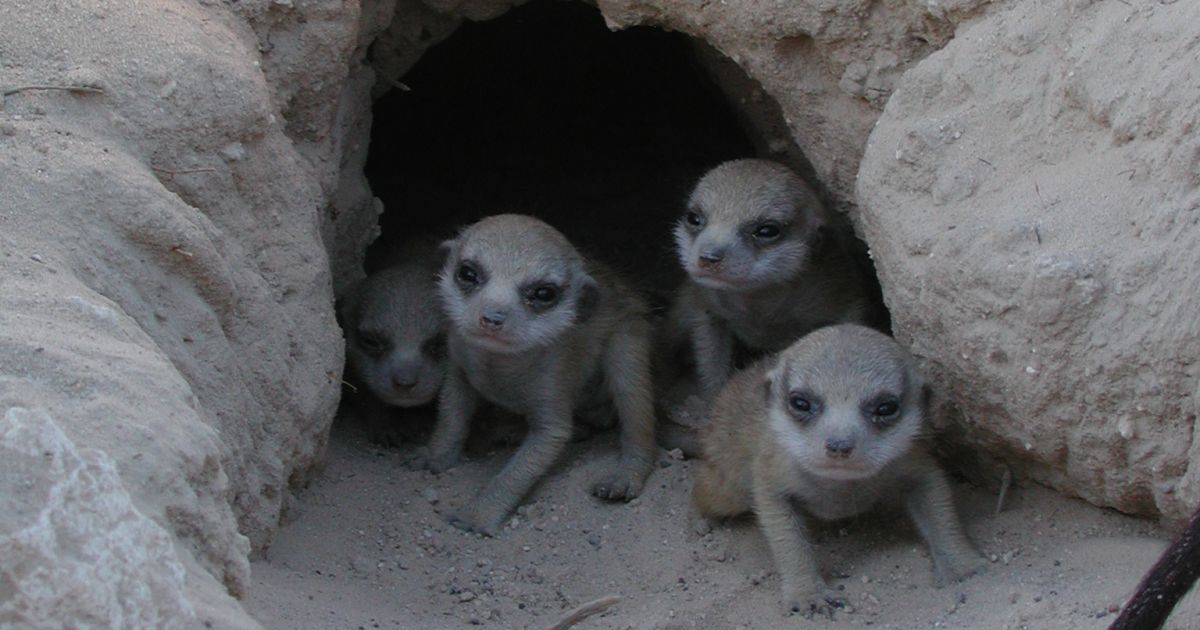 Pups of Powerful Meerkat Matriarchs Pay a Price for Their Mom’s Status ...